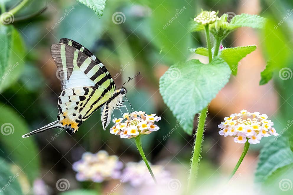 Five-bar Swordtail Pathysa Antiphates Stock Image - Image of flower ...