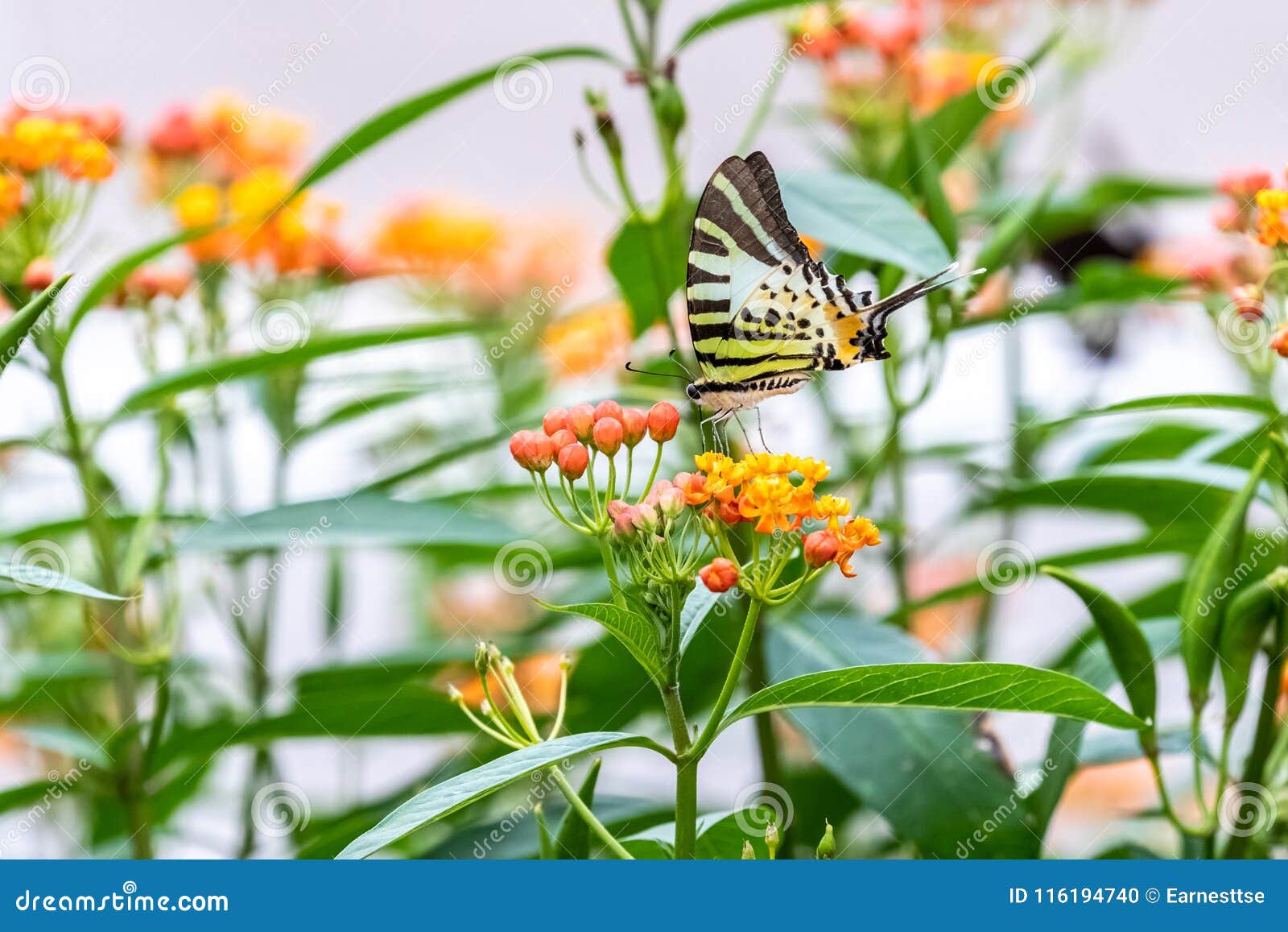 Five-bar Swordtail Pathysa Antiphates Stock Photo - Image of ethnicity ...
