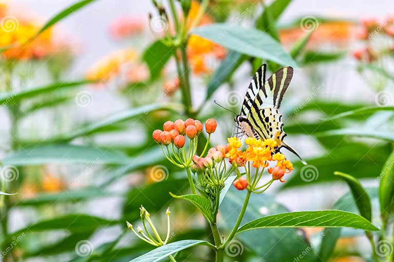 Five-bar Swordtail Pathysa Antiphates Stock Image - Image of pretty ...
