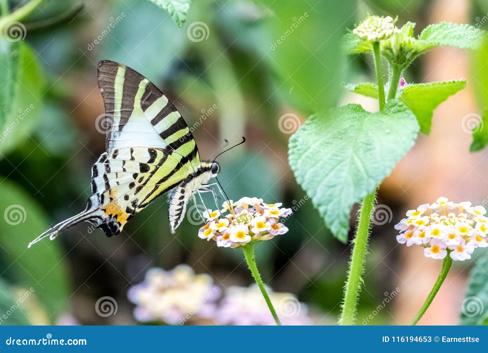 Five-bar Swordtail Pathysa Antiphates Stock Image - Image of animal ...