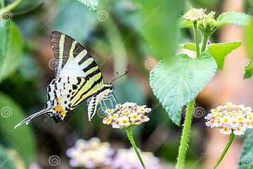 Five-bar Swordtail Pathysa Antiphates Stock Image - Image of animal ...