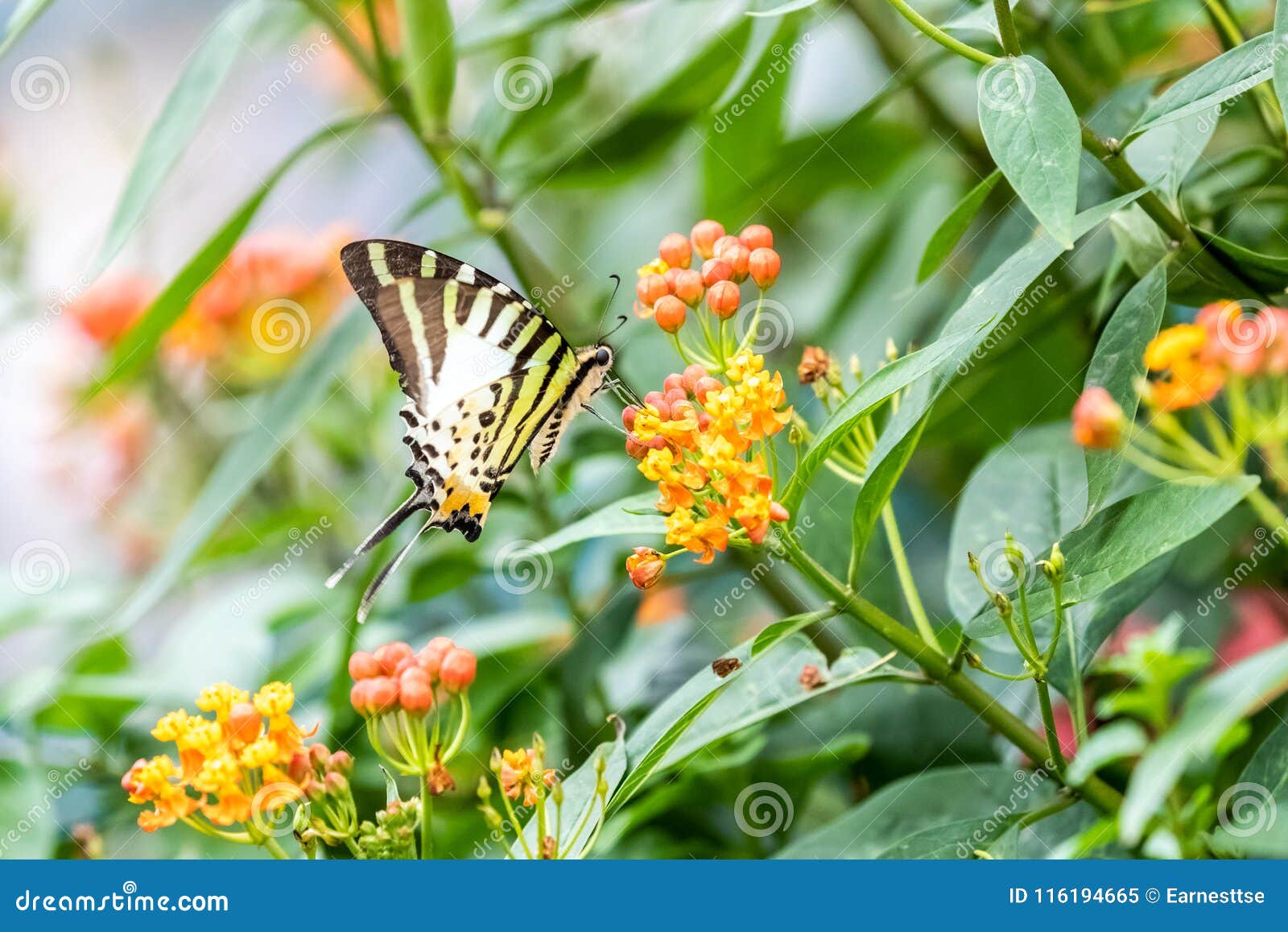 Five-bar Swordtail Pathysa Antiphates Stock Image - Image of flight ...