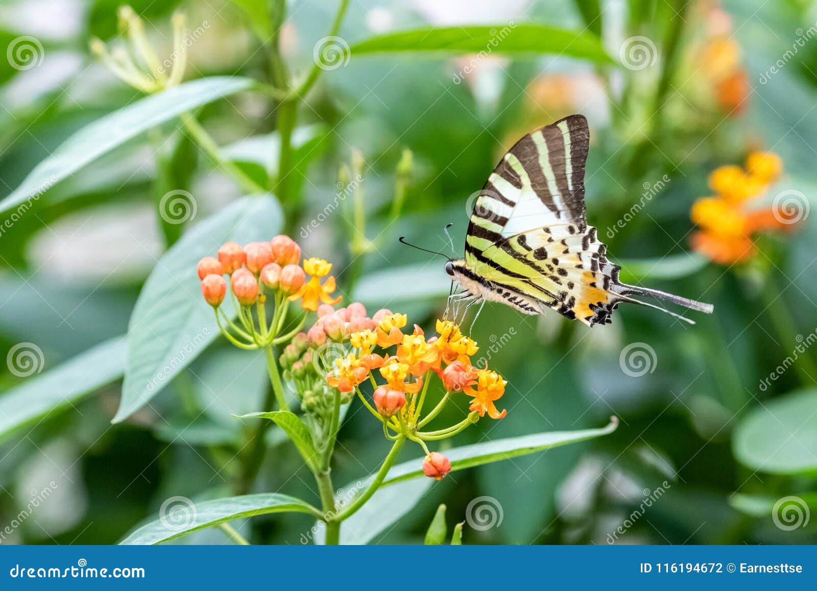 Five-bar Swordtail Pathysa Antiphates Stock Photo - Image of macro ...