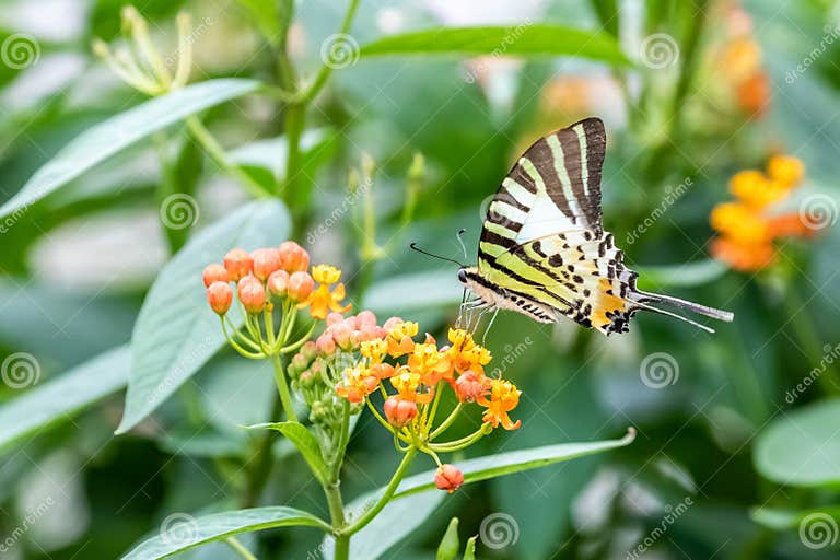 Five-bar Swordtail Pathysa Antiphates Stock Photo - Image of macro ...