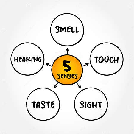Five Basic Human Senses: Touch, Sight, Hearing, Smell and Taste, Mind ...