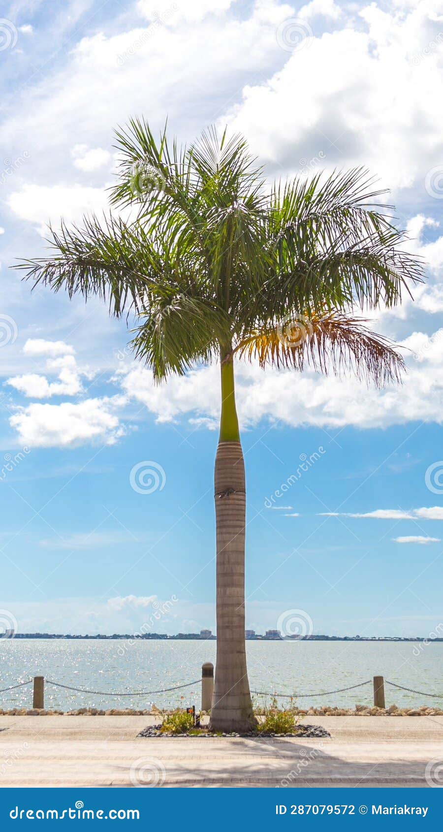Five Beautiful Palms in Sunny Florida USA Stock Photo - Image of ...