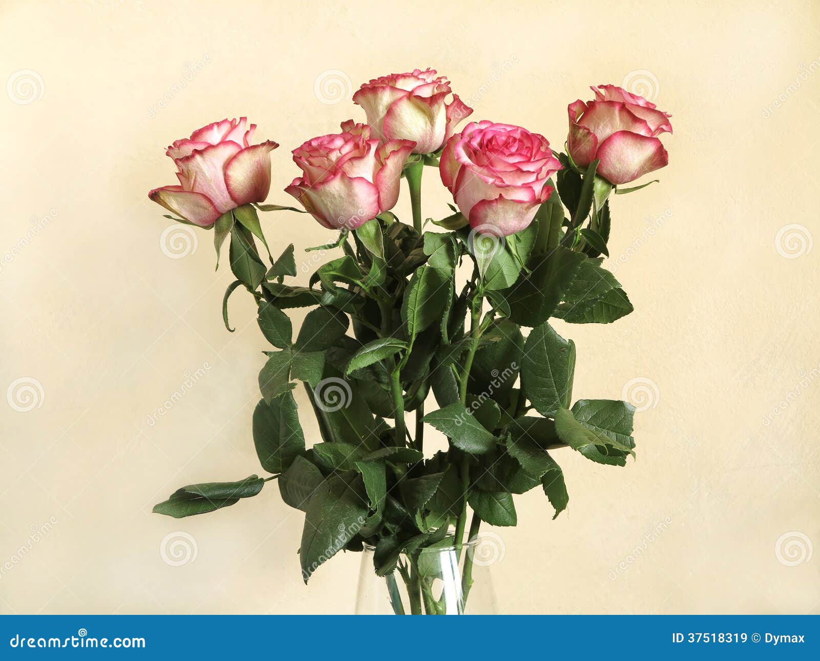 Five Beautiful Pink Rose Over Beige Background Stock Image - Image of ...