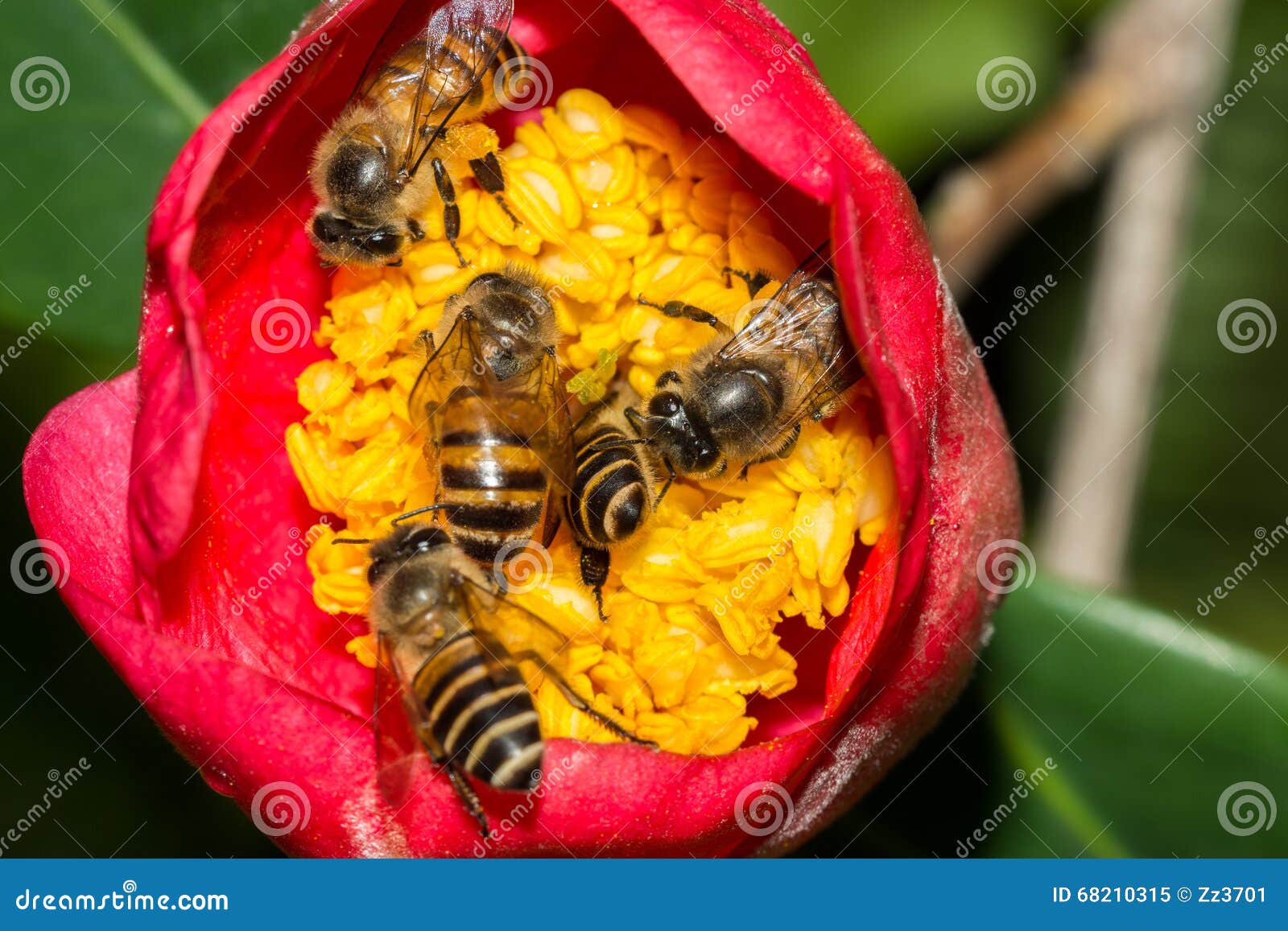Five bees working together stock image. Image of board - 68210315