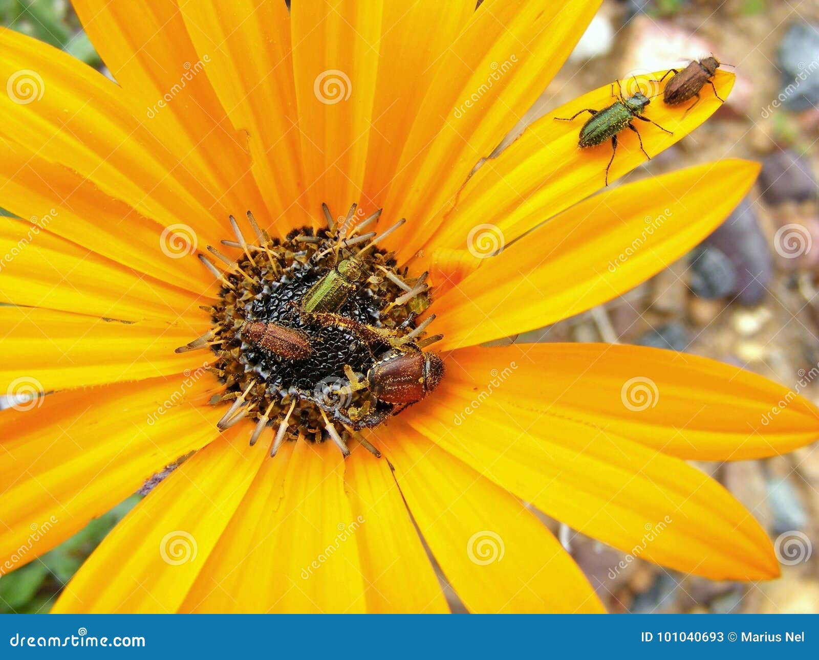 Five beetles on a daisy stock image. Image of colour - 101040693