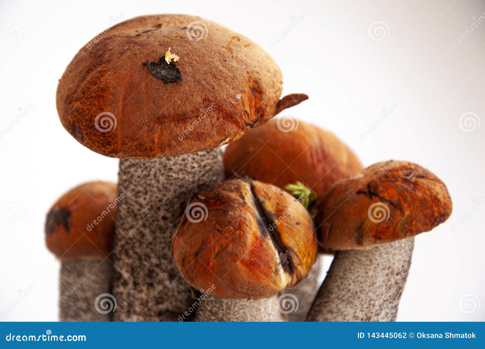 Five Big Orange-cap Boletus Mushrooms on the White Background Stock ...