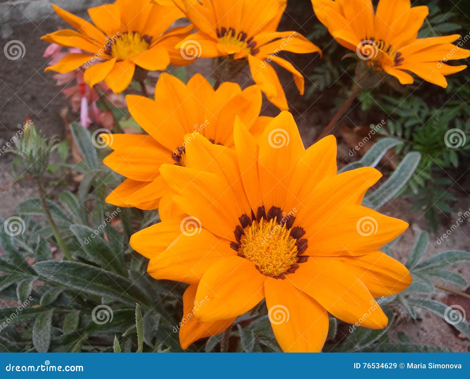 Five big orange flowers stock image. Image of plants - 76534629