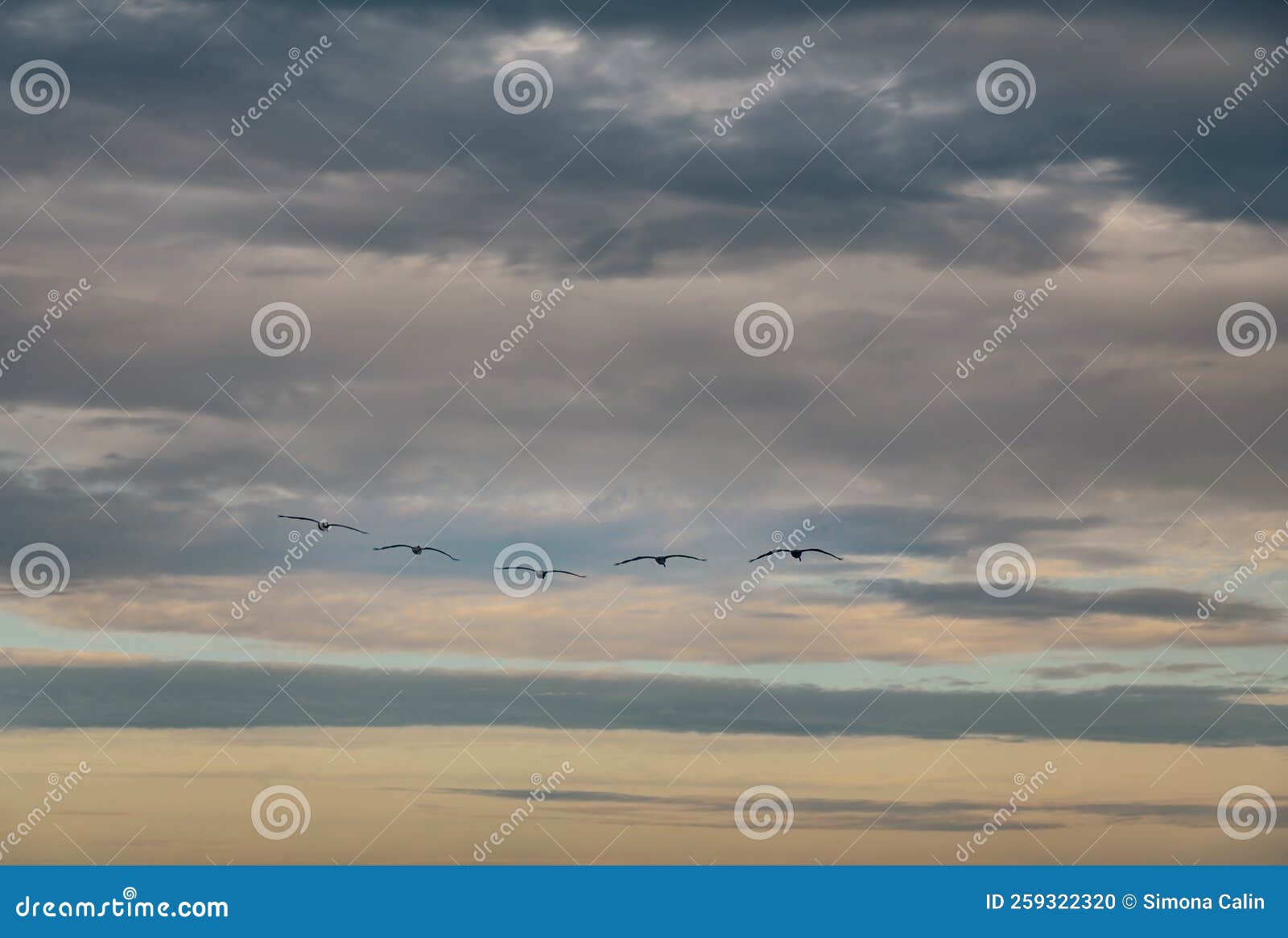Five Birds That Have Beautiful Colorful Feathers On A Tree Trunk ...