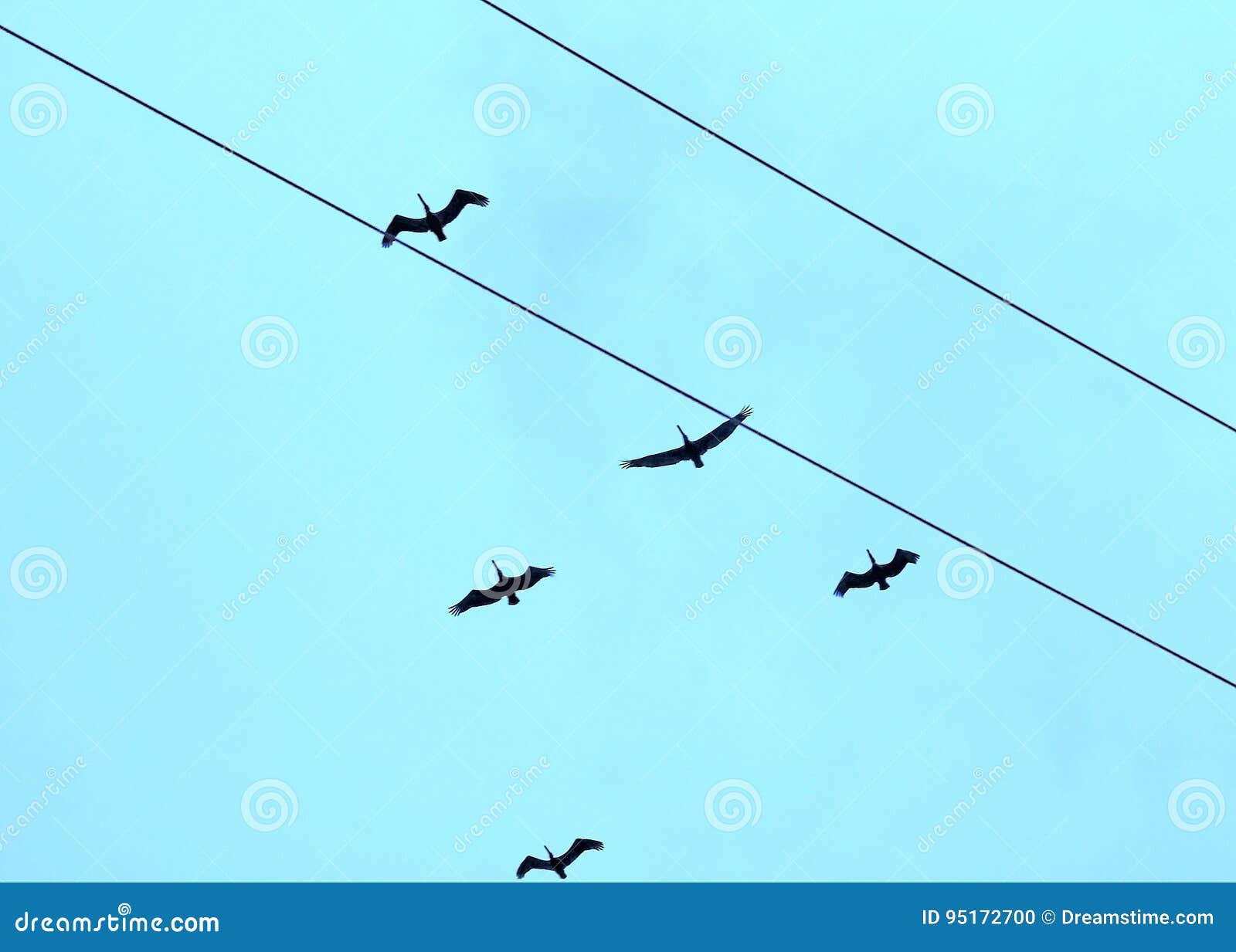 These FIVE BIRDS HEAR THEIR OWN TUNE yet they SEEM TO STILL MAINTAIN a ...