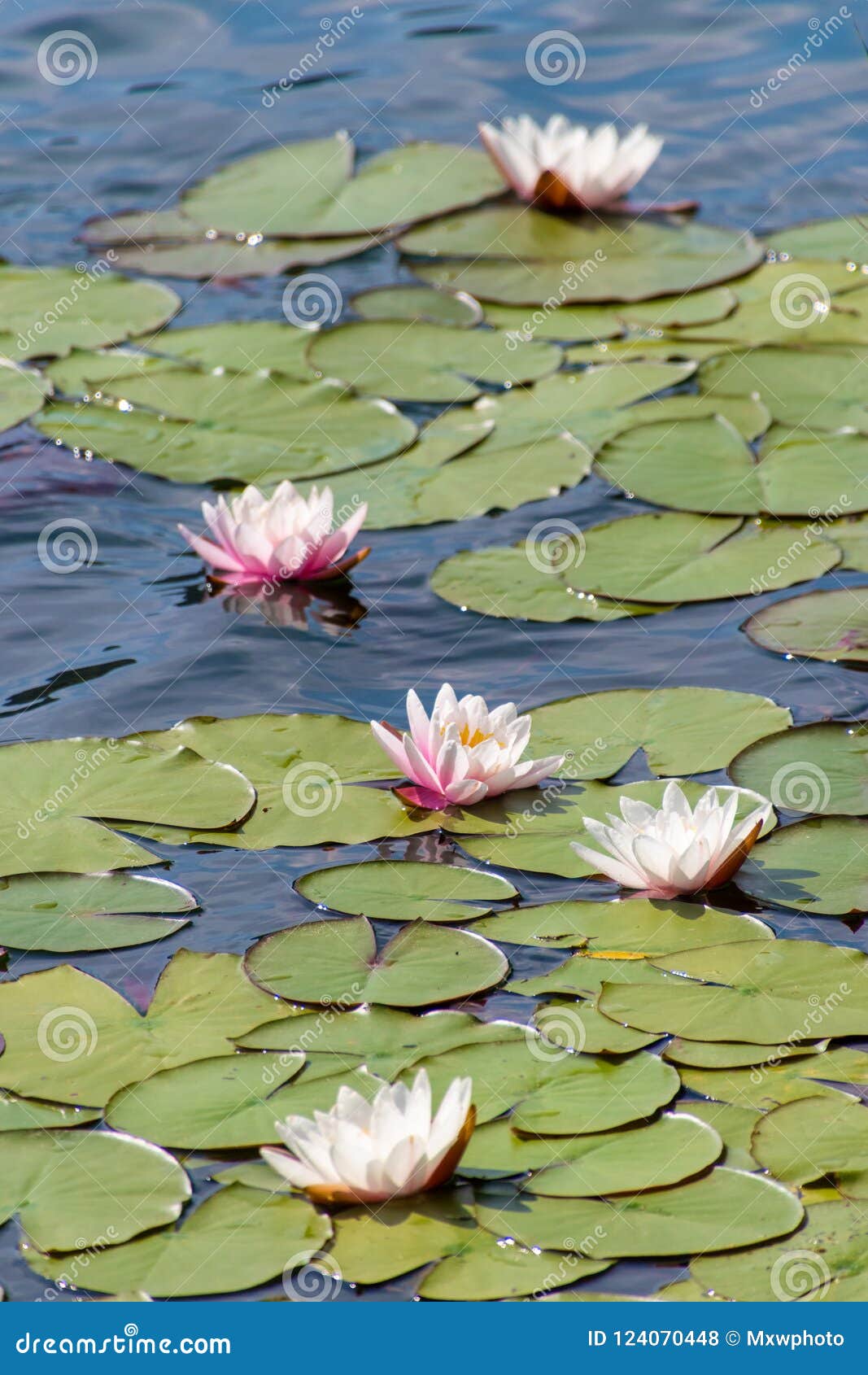 Five Blooming Sea Roses in Different Tones of Pink Stock Photo - Image ...