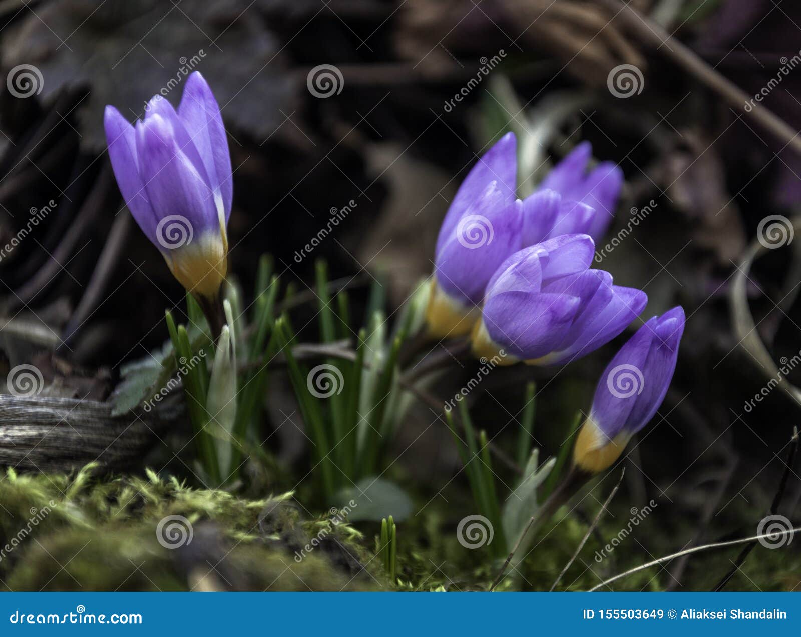 Purple Crocuses in Early Spring Stock Image - Image of collecting ...