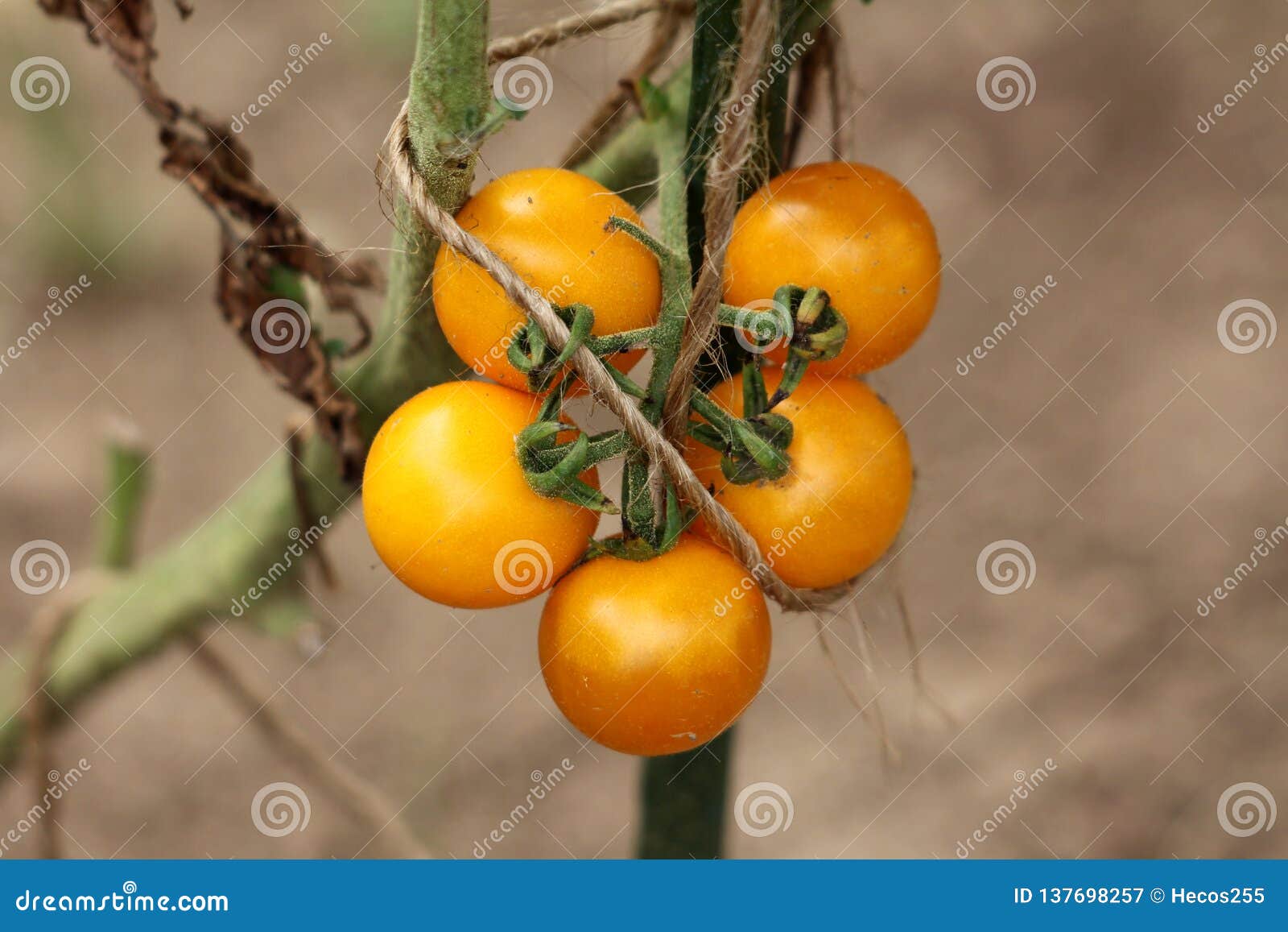 Five Bright Yellow Small Cherry Tomatoes Growing in a Bunch in Local ...
