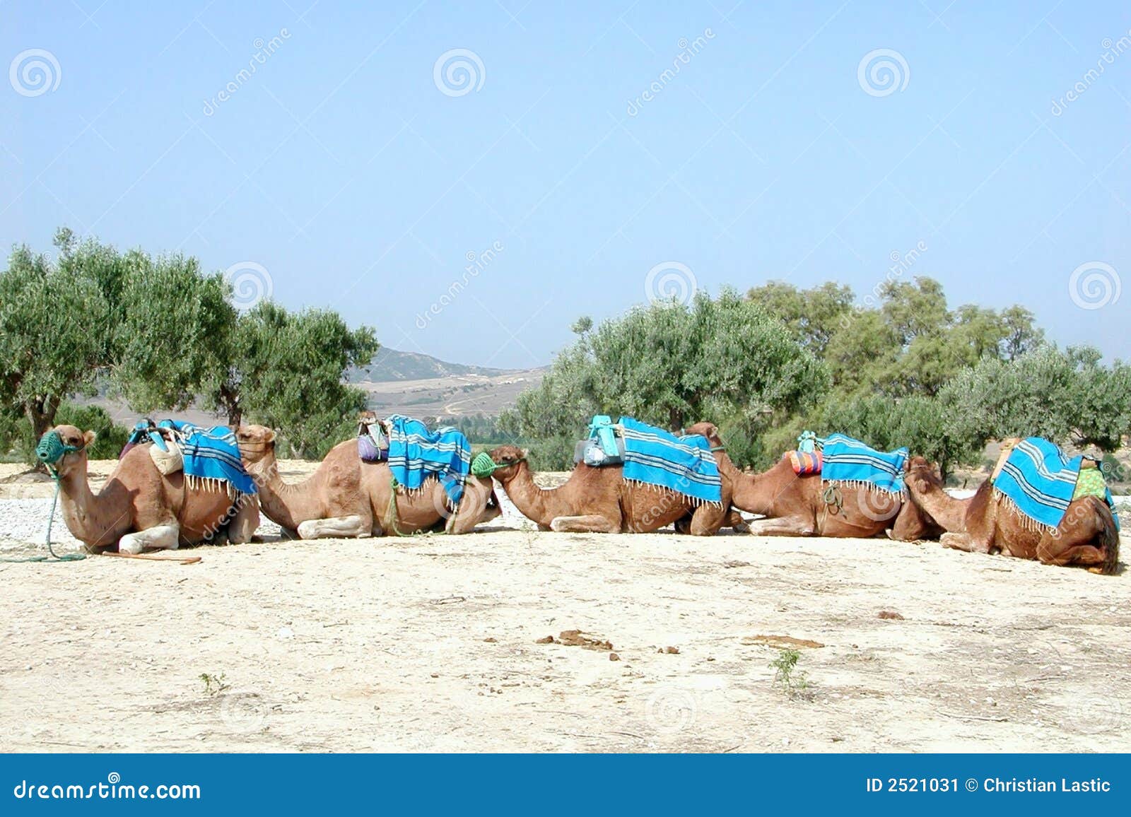 Five Camels Royalty-Free Stock Photography | CartoonDealer.com #2521031