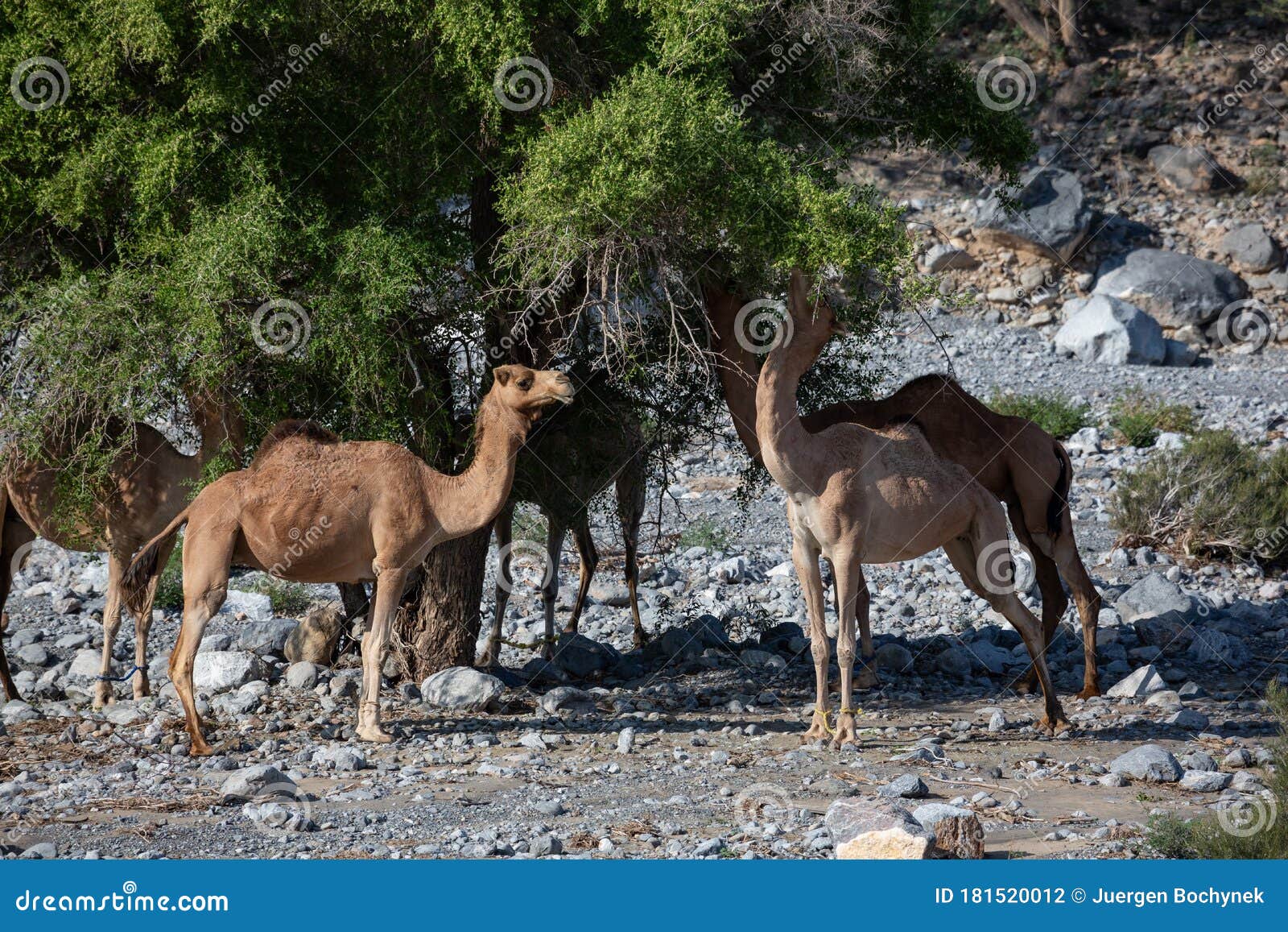 Five Camels Feeding from Acatia Tree in Wadi Mistal, Oman Stock Photo ...