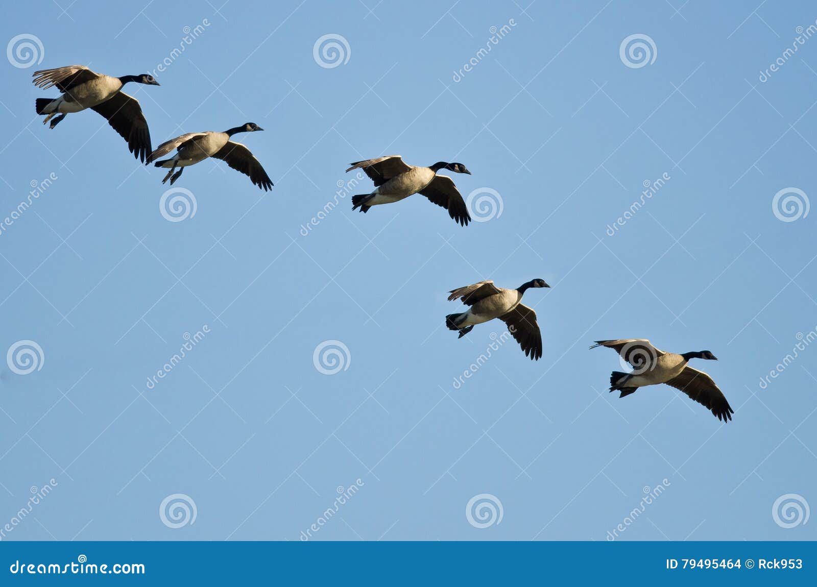 Five Canada Geese Coming in for a Landing Stock Photo - Image of animal ...