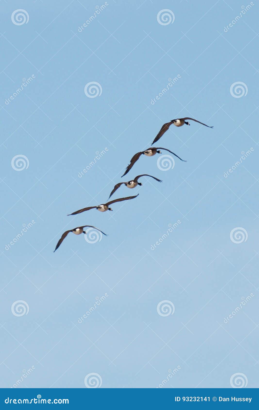 Five Canada Geese Flying in a Row in a Blue Sky Stock Image - Image of ...