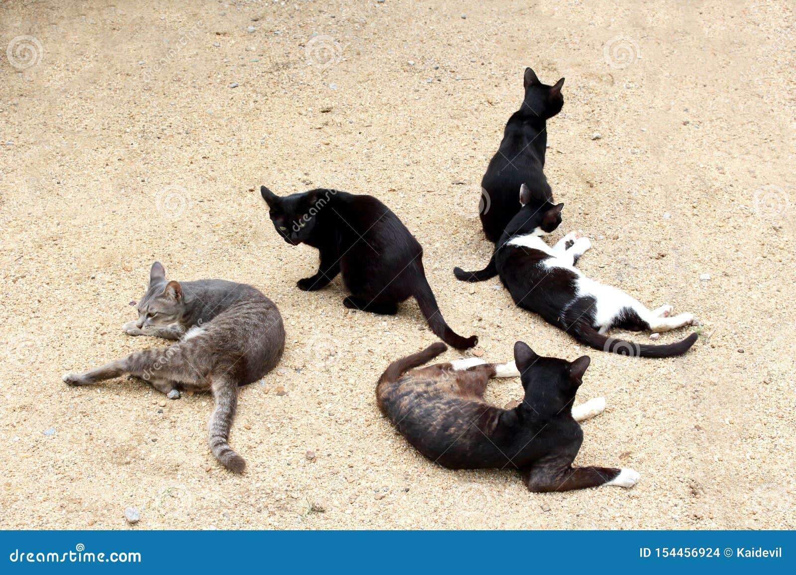 Five cats on the ground stock photo. Image of black - 154456924