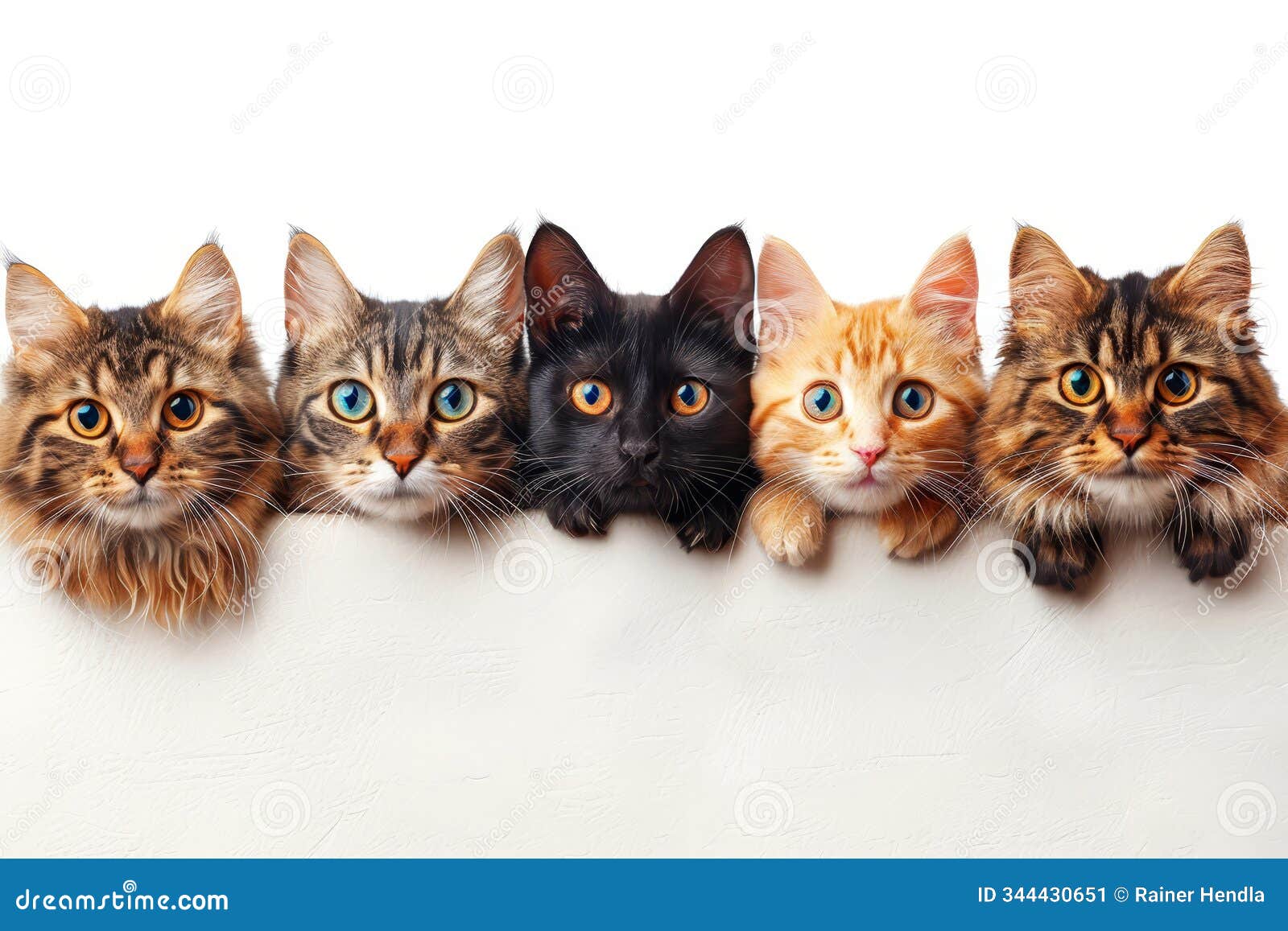 Five Cats Line Up, Showcasing Their Distinct Fur Colors and Patterns ...