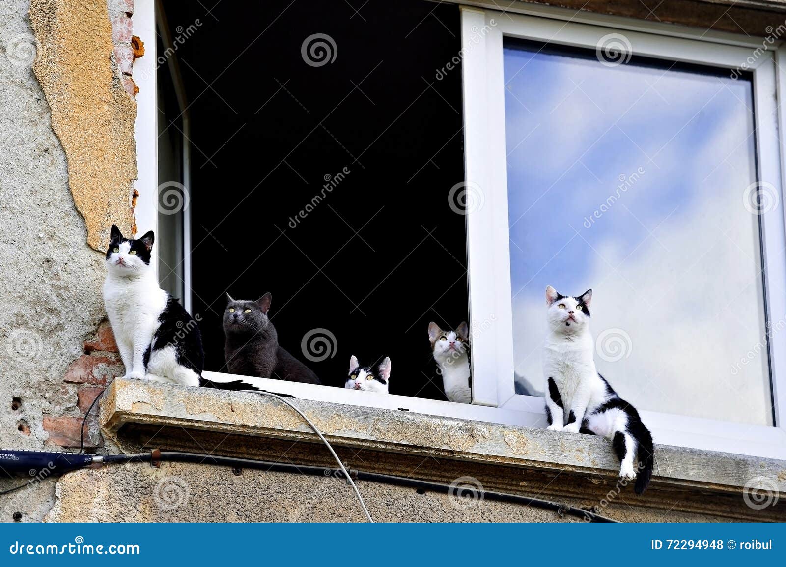 Five cats on window sill stock photo. Image of cats, happy - 72294948