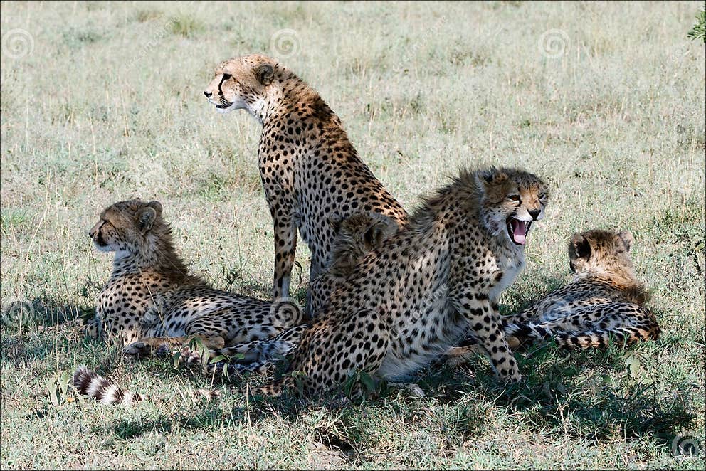 Five cheetahs. stock photo. Image of african, africa - 16184316