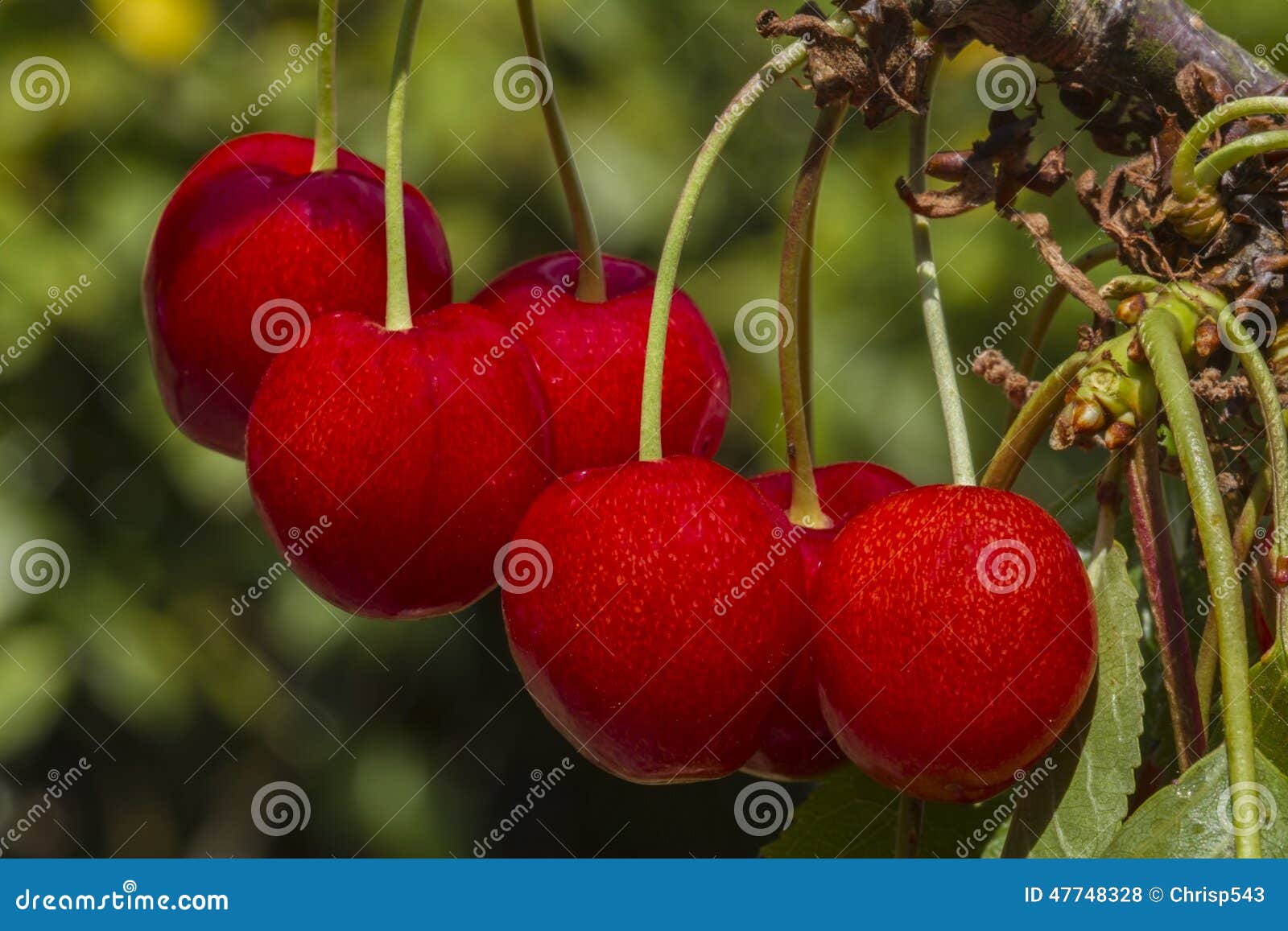 Five cherries on the tree stock photo. Image of isolated - 47748328
