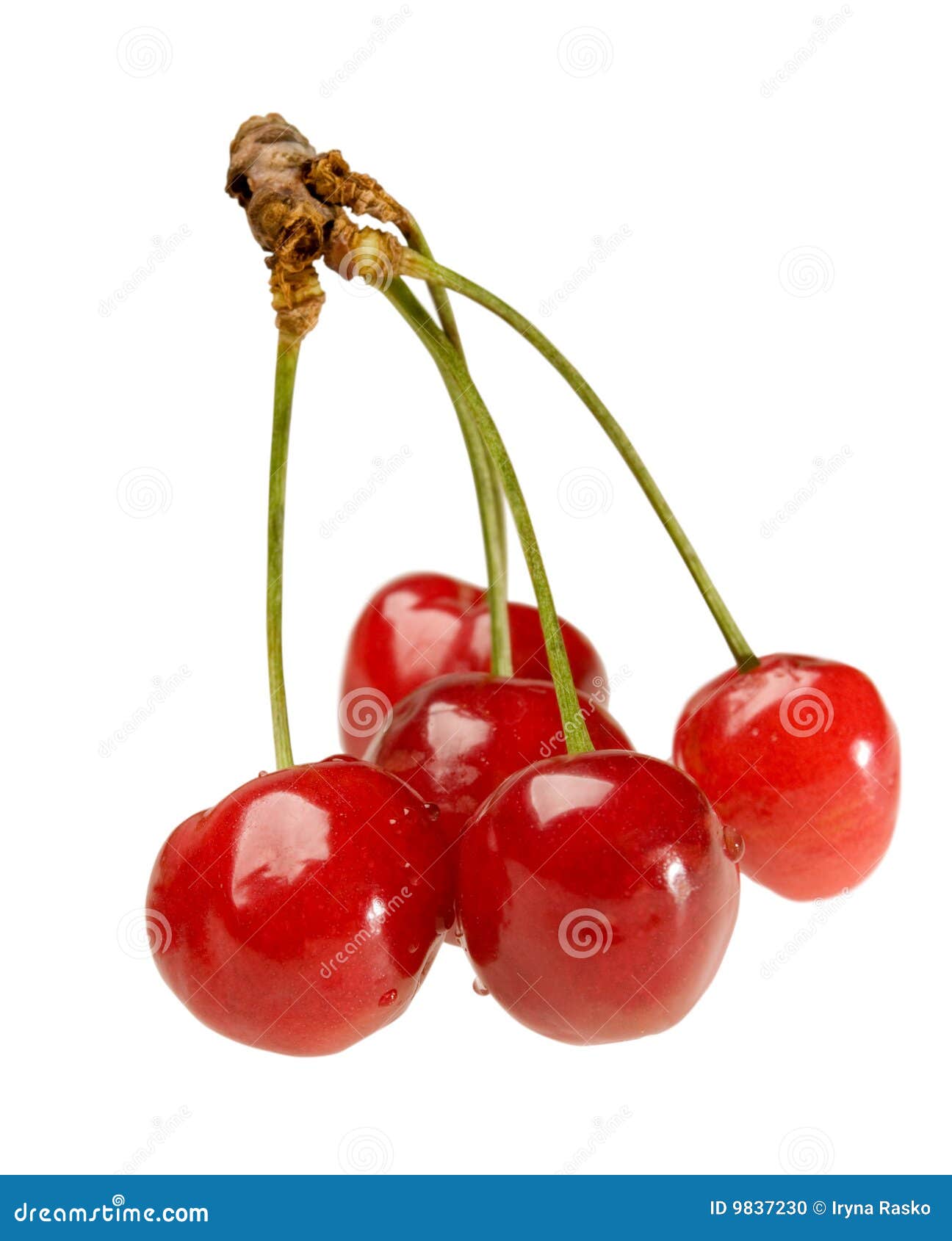 Five cherry on sprig stock photo. Image of ripe, fruit - 9837230
