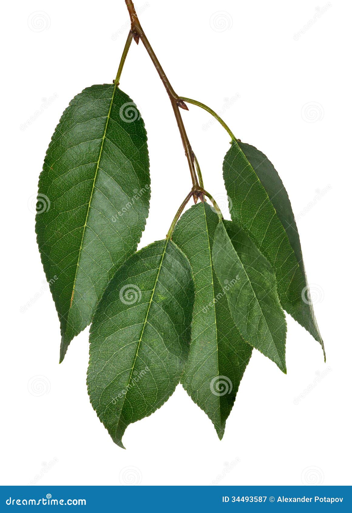 Five Cherry Tree Green Leaves on White Stock Image - Image of object ...