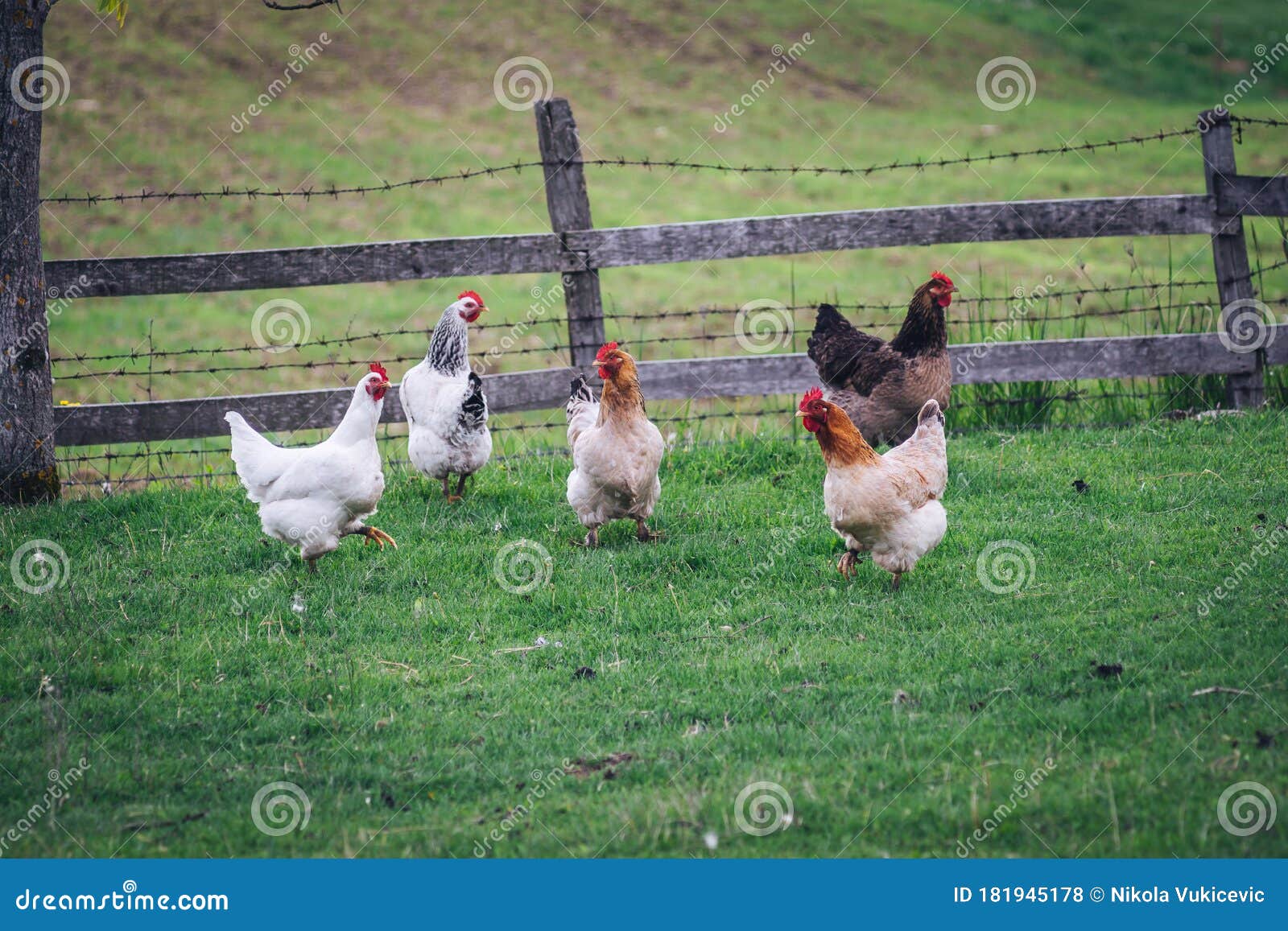 217 Five Chickens Photos - Free & Royalty-Free Stock Photos from Dreamstime