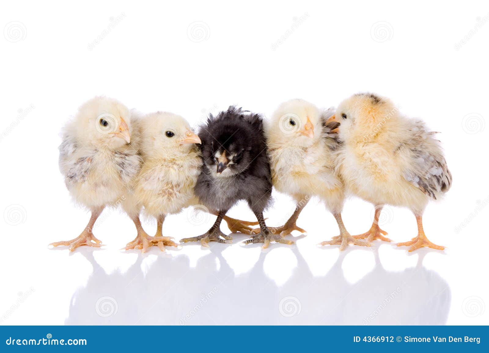 Five chicks in a row stock photo. Image of seasonal, feathers - 4366912
