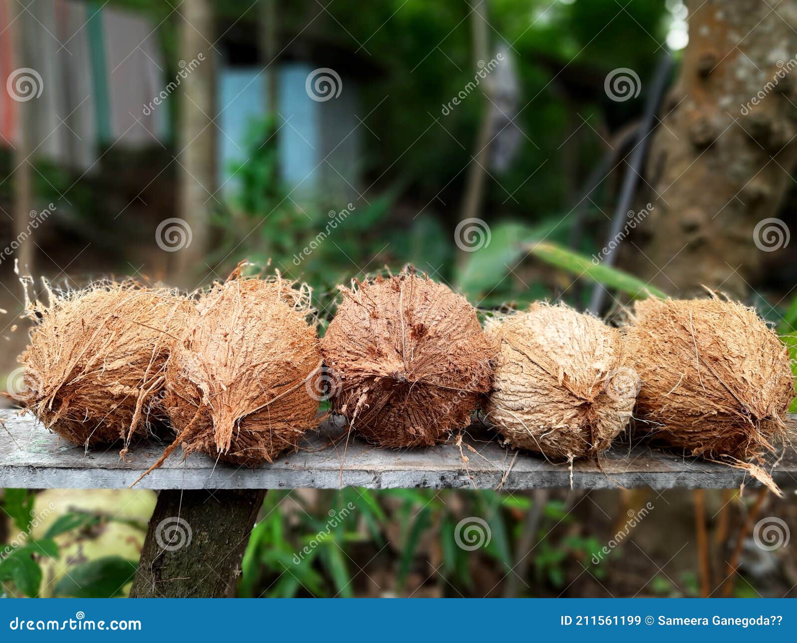 Five coconuts are packed stock image. Image of nutrition - 211561199