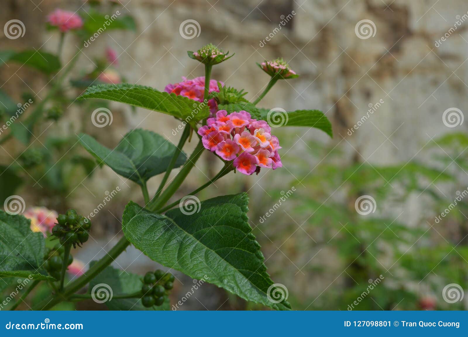 The five color flower stock image. Image of five, macro - 127098801