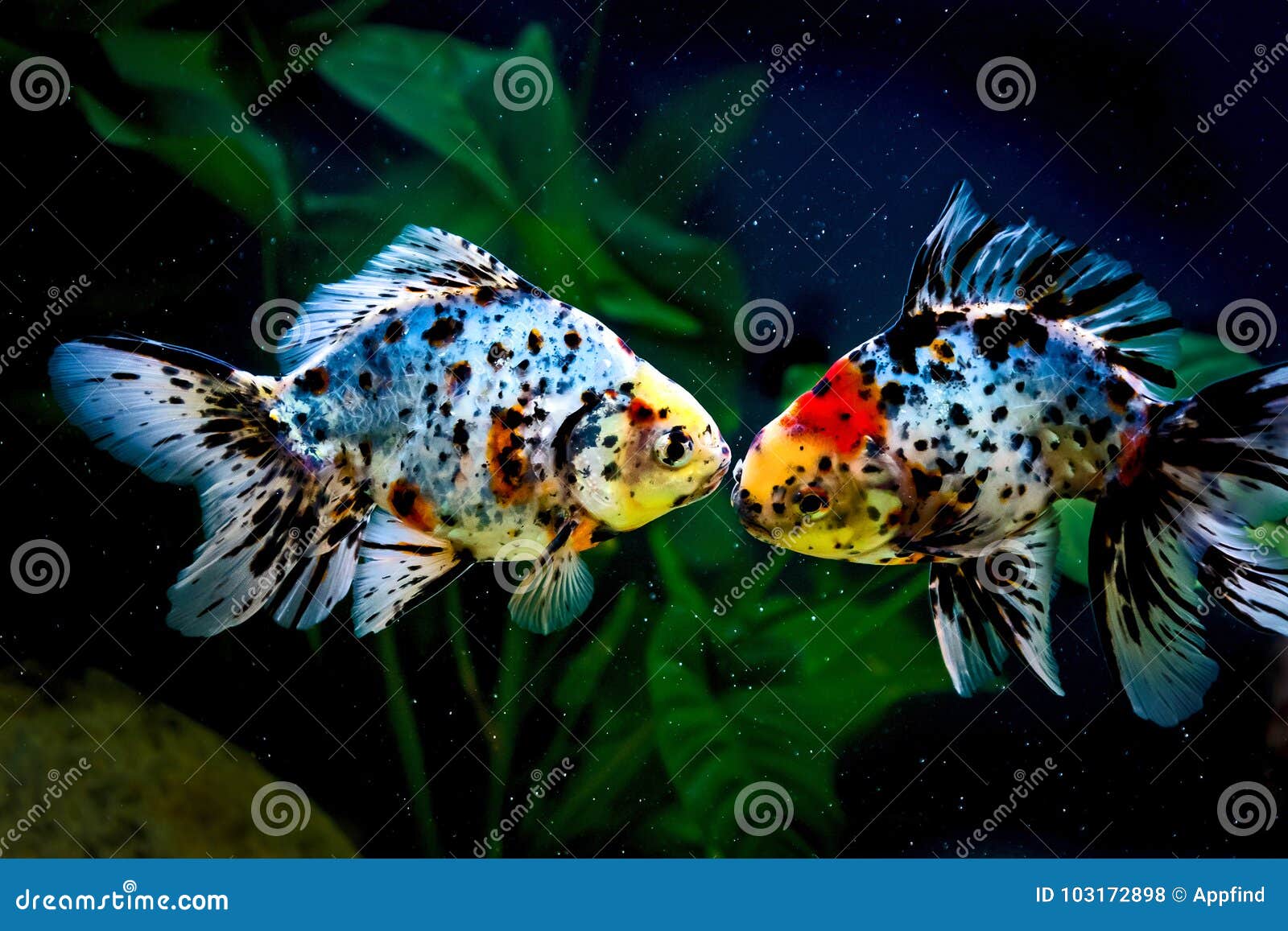 Close up goldfish stock photo. Image of fish, black - 103172898
