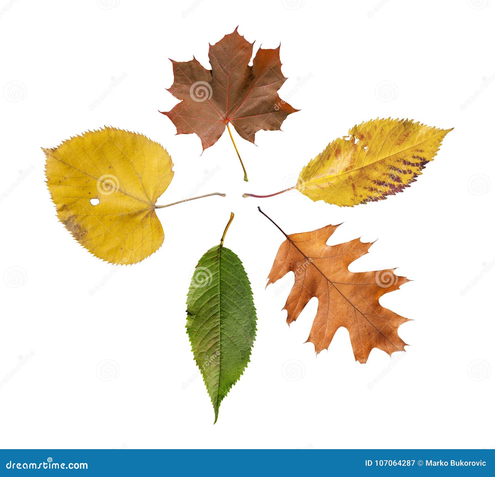 Five Colored Leaf Isolated from Golden Decorative Autumn Leaf Stock ...