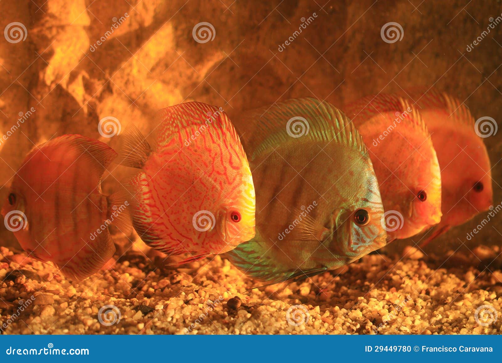 Five colorful discus stock photo. Image of amazonas, diskus - 29449780