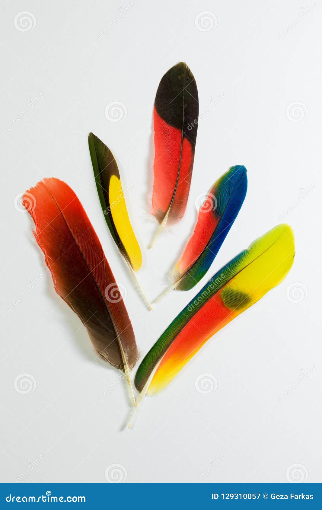 146 Five Feathers Color Stock Photos - Free & Royalty-Free Stock Photos ...