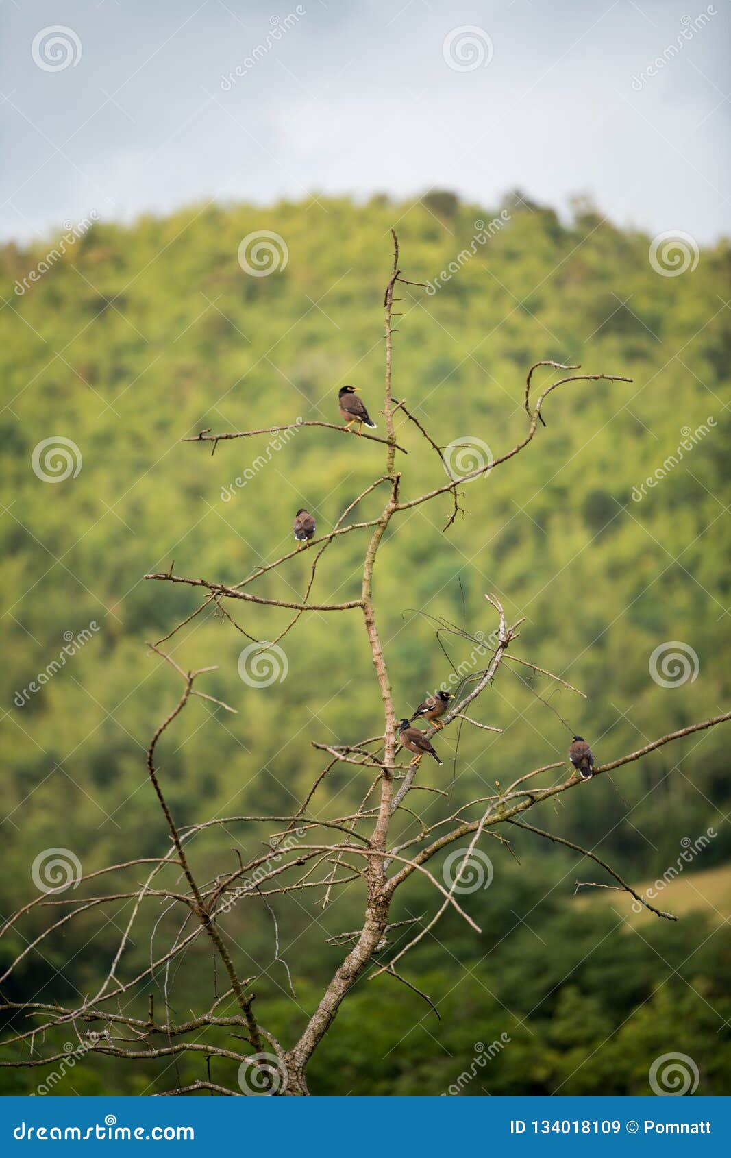 Five Common Myna on Tree Branch Stock Image - Image of myna, sleeping ...