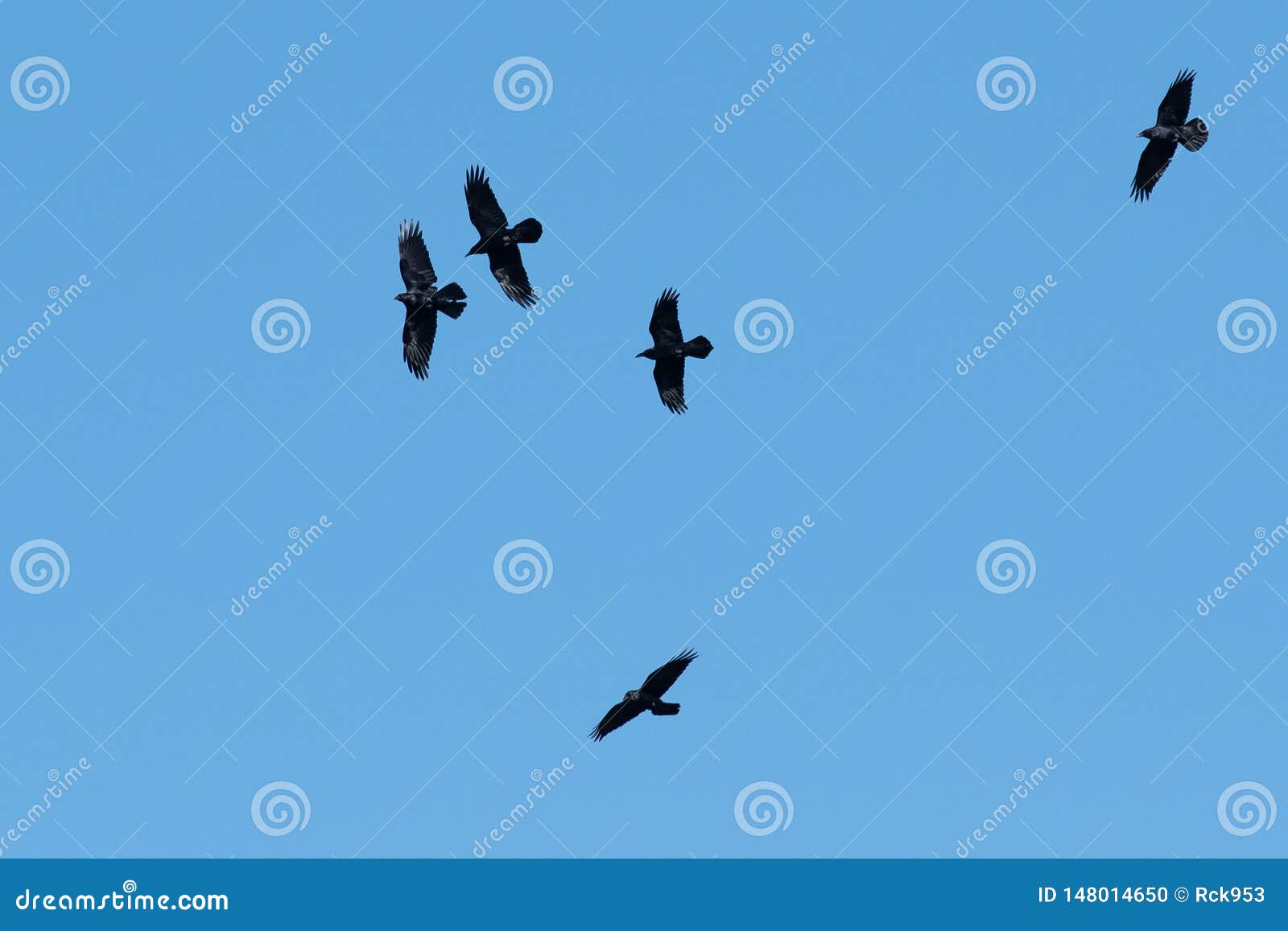 Five Common Ravens Flying in a Blue Sky Stock Photo - Image of bird ...