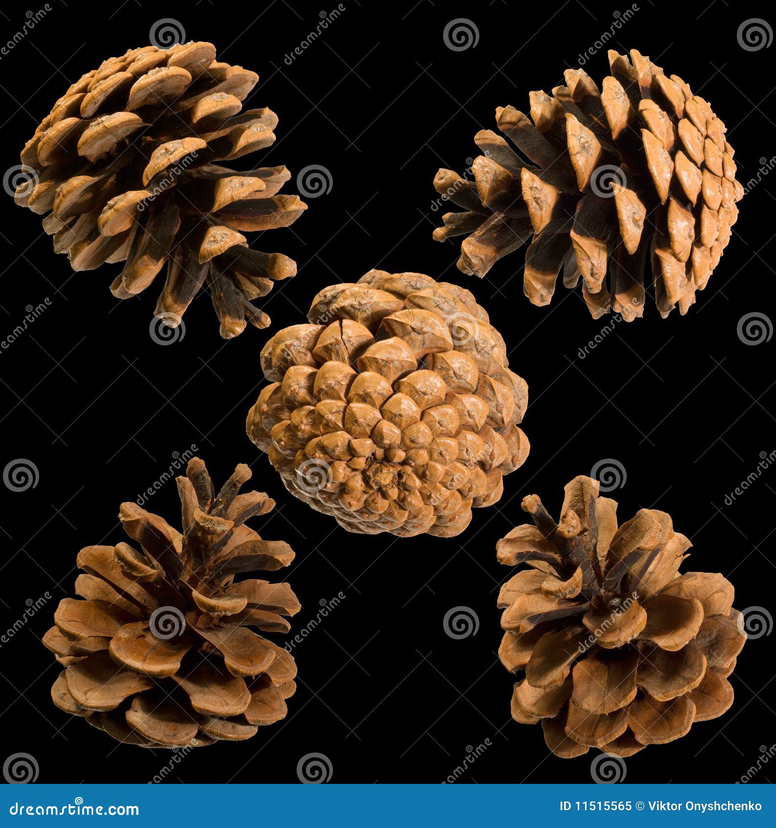 Five Cones of Crimean Pine (Pinus Pallasiana) Stock Image - Image of ...