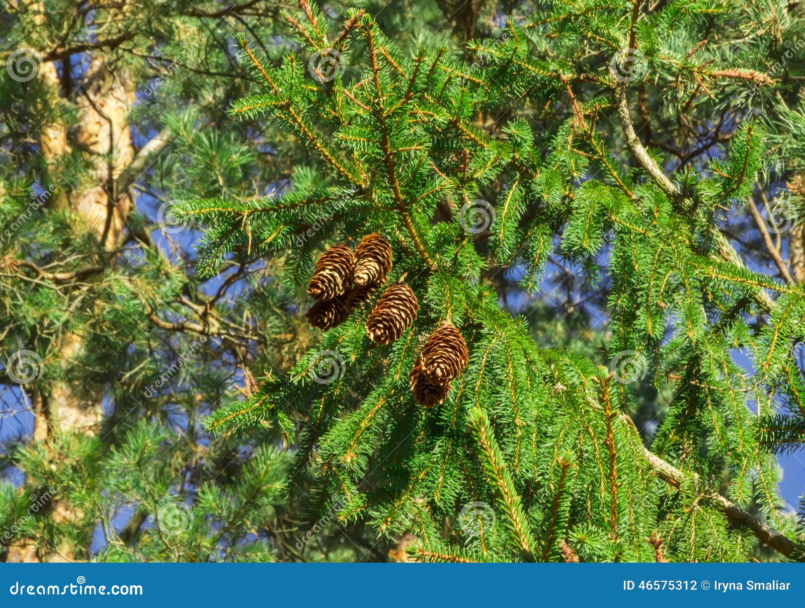 Five cones stock photo. Image of forest, nature, holiday - 46575312