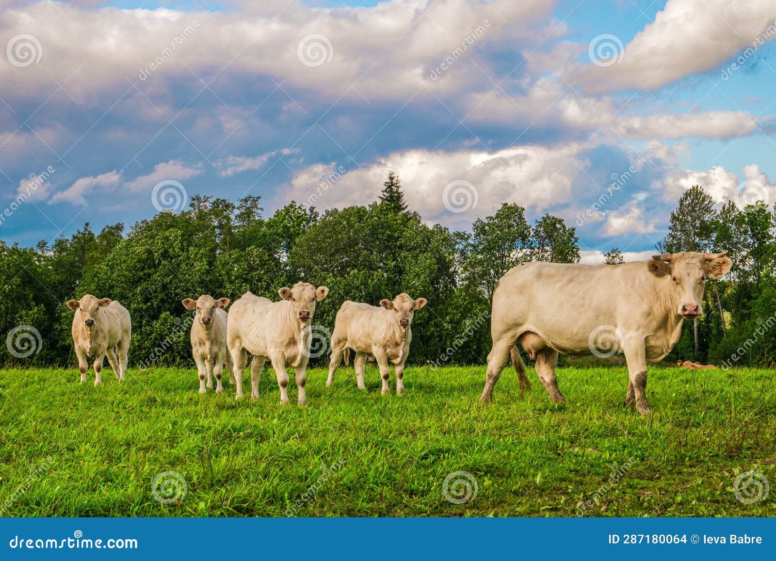 Five Light Cows in a Green Meadow Stock Photo - Image of summer, meadow ...