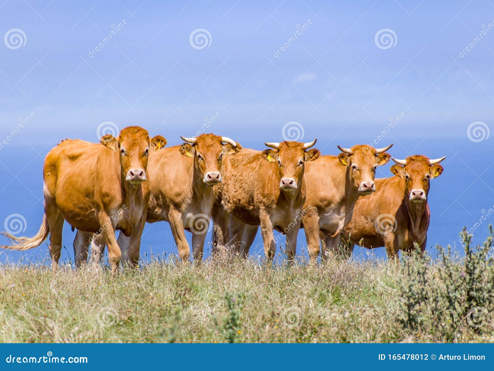 Five cows in a row stock photo. Image of farming, environment - 165478012
