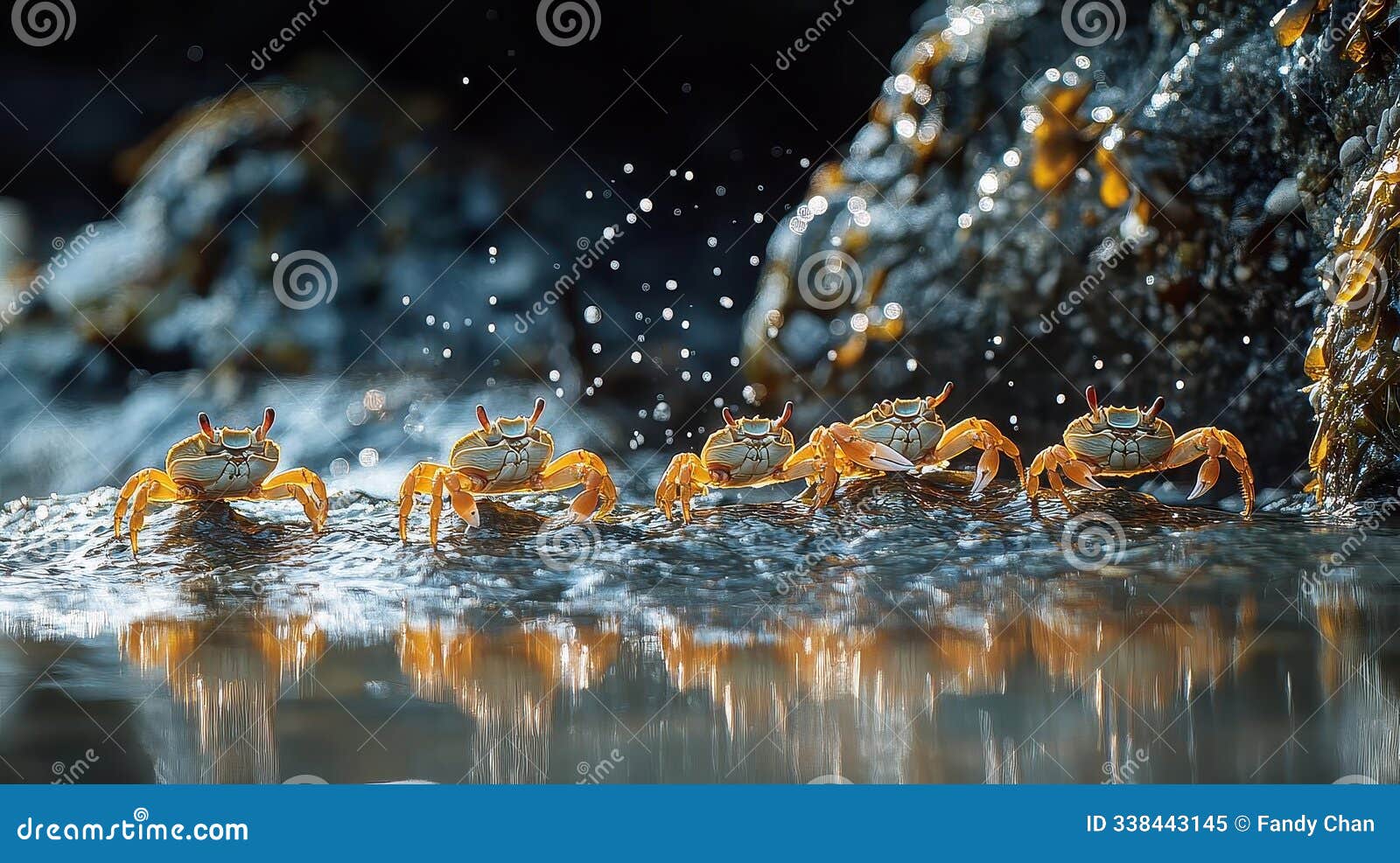Five Crabs on a Rock stock illustration. Illustration of invertebrate ...