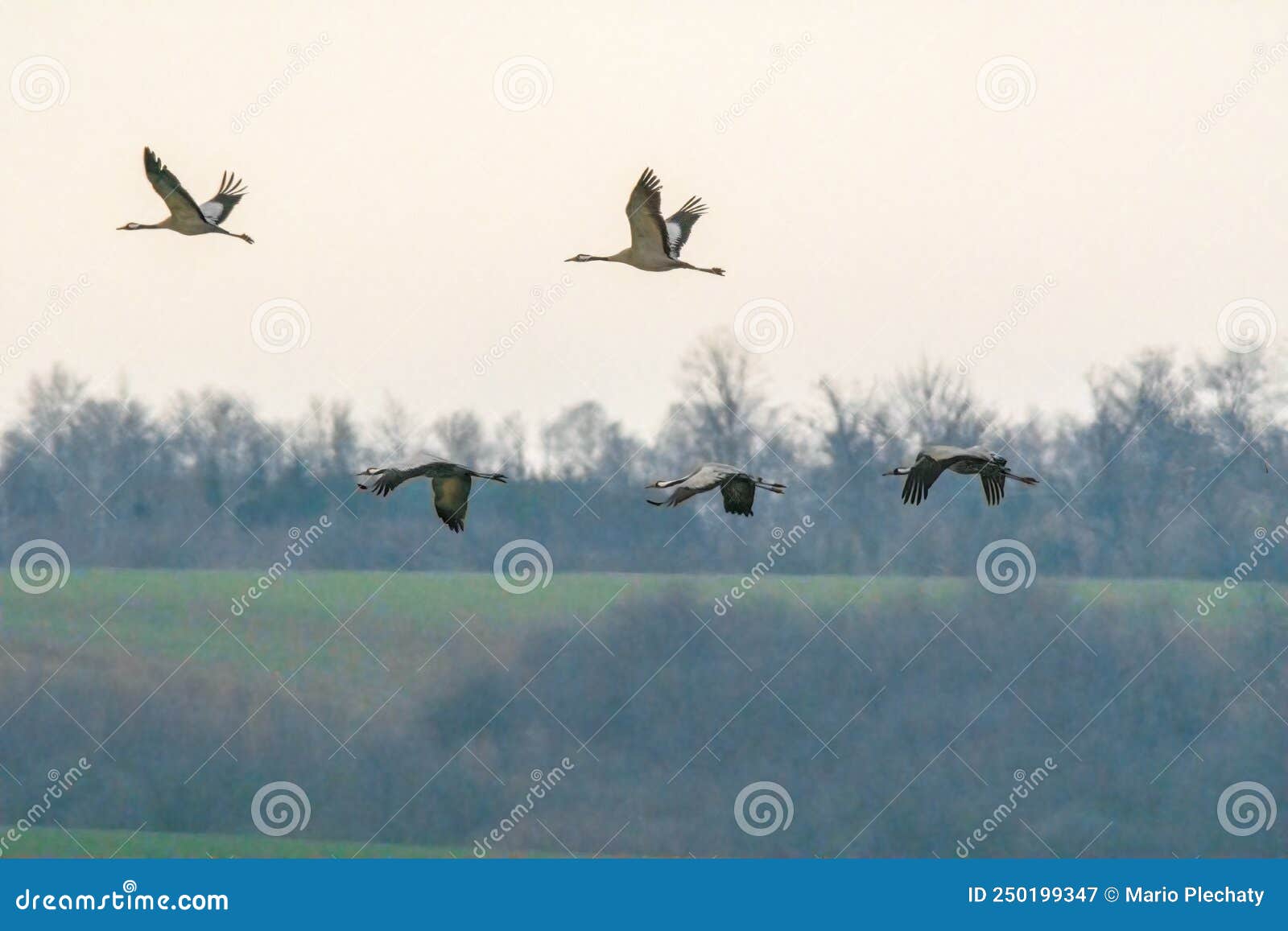 Five cranes fly in the sky stock image. Image of calm - 250199347