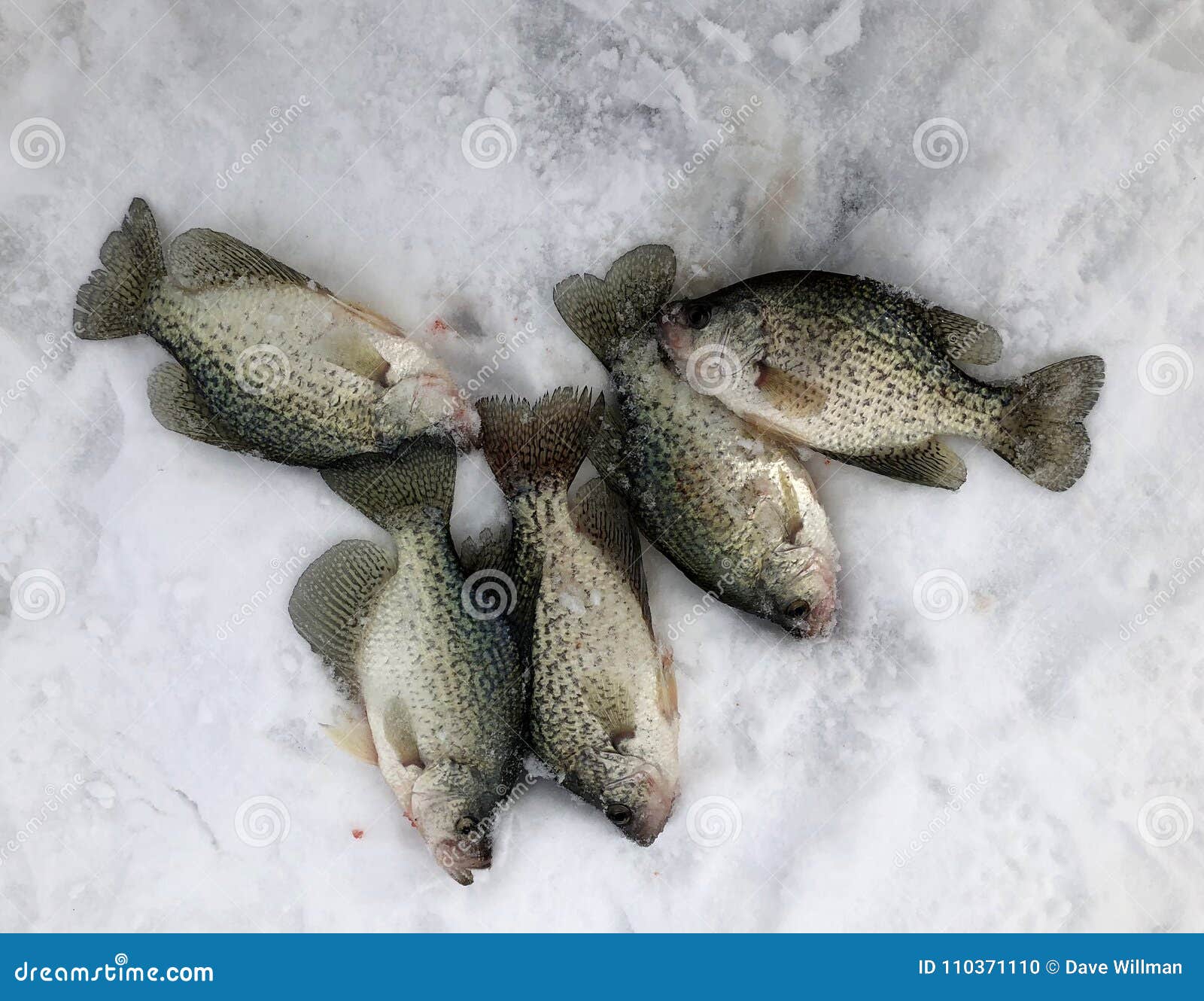 Five Crappies Laying on the Ice Stock Photo - Image of promoxis, caught ...