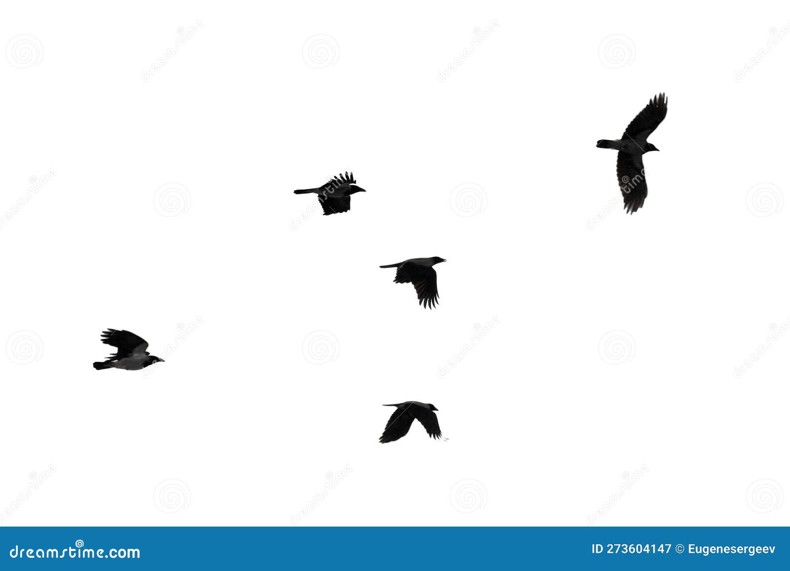 Five Crows Fly in Bright Sky, Black Silhouettes Isolated on White Stock ...
