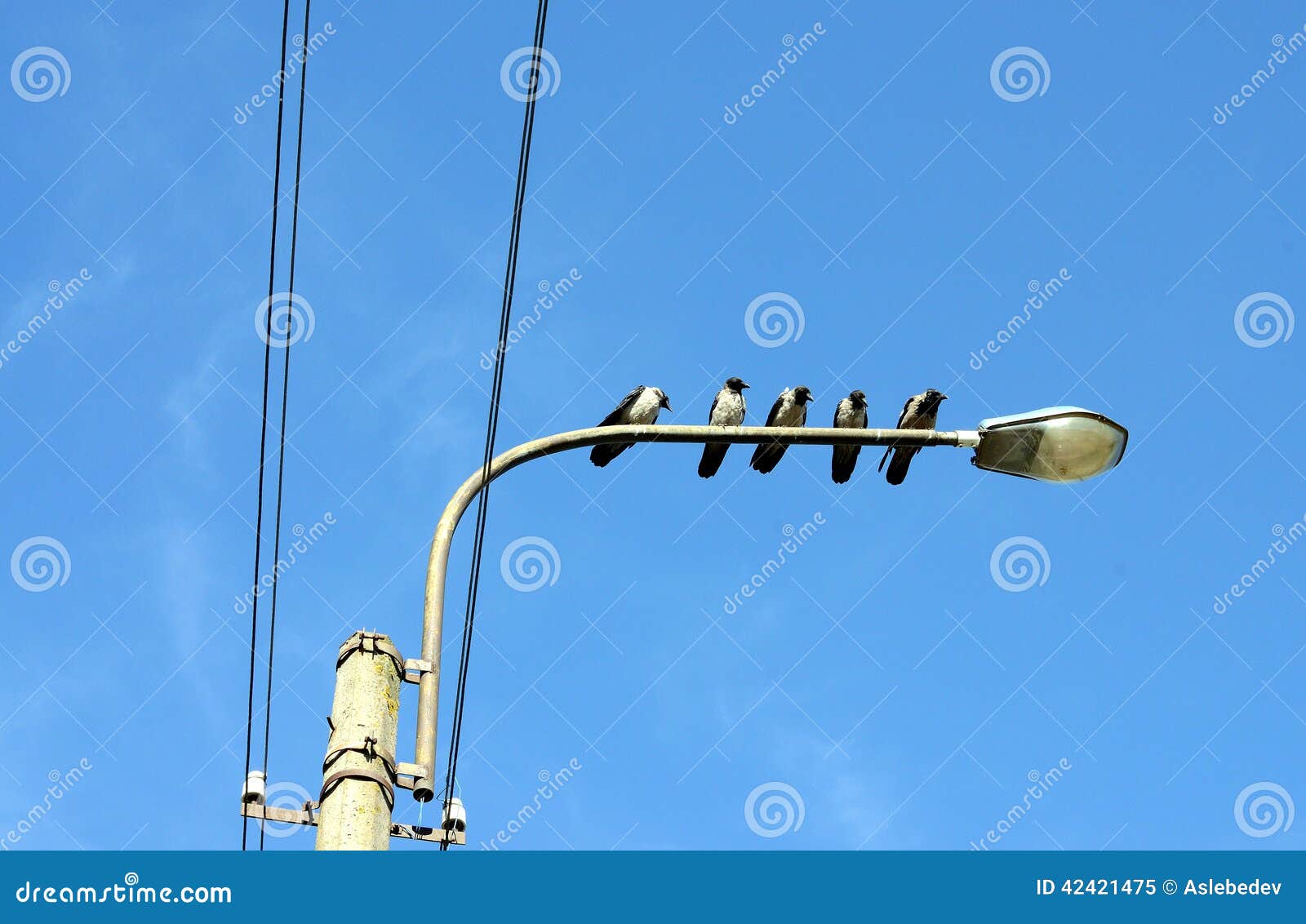 Five Crows Look in One Direction Stock Image - Image of strange, flock ...